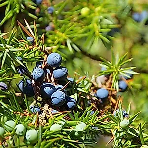 CHUXAY GARDEN Juniperus Communis,Common Juniper,Juniperus Intermedia 60 Seeds Evergreen Shrub Flavor Gin Blue Fruit Ornamental Flowering Plant