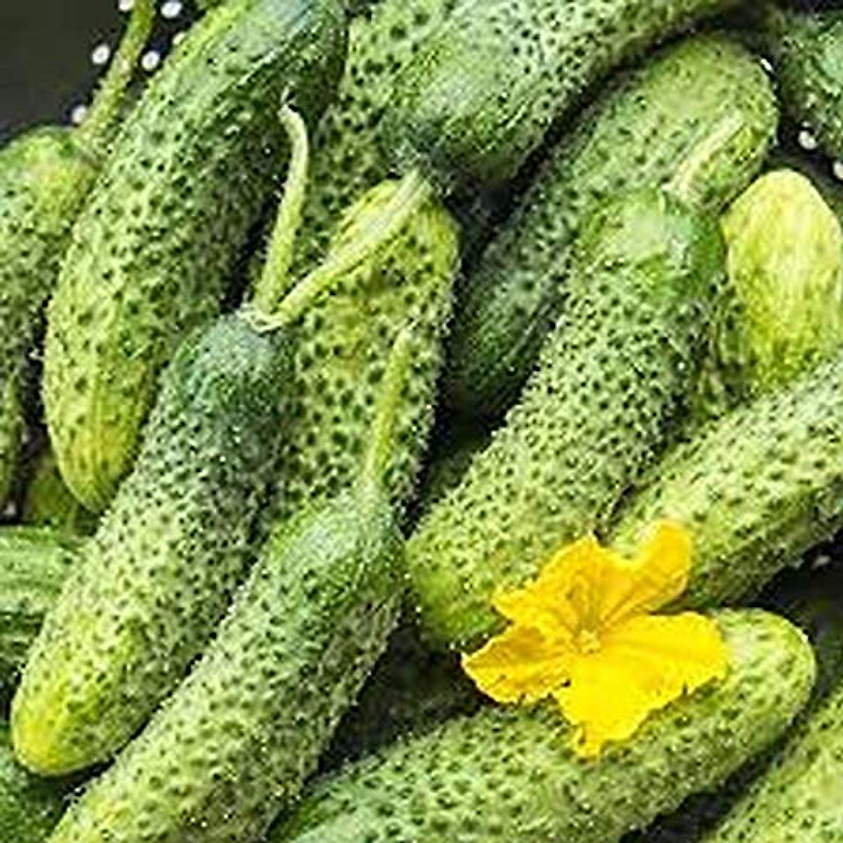 Miss Pickler F1 Cucumber Seeds - Excellent Choice for Home Gardens. Delicious(100 - Seeds)