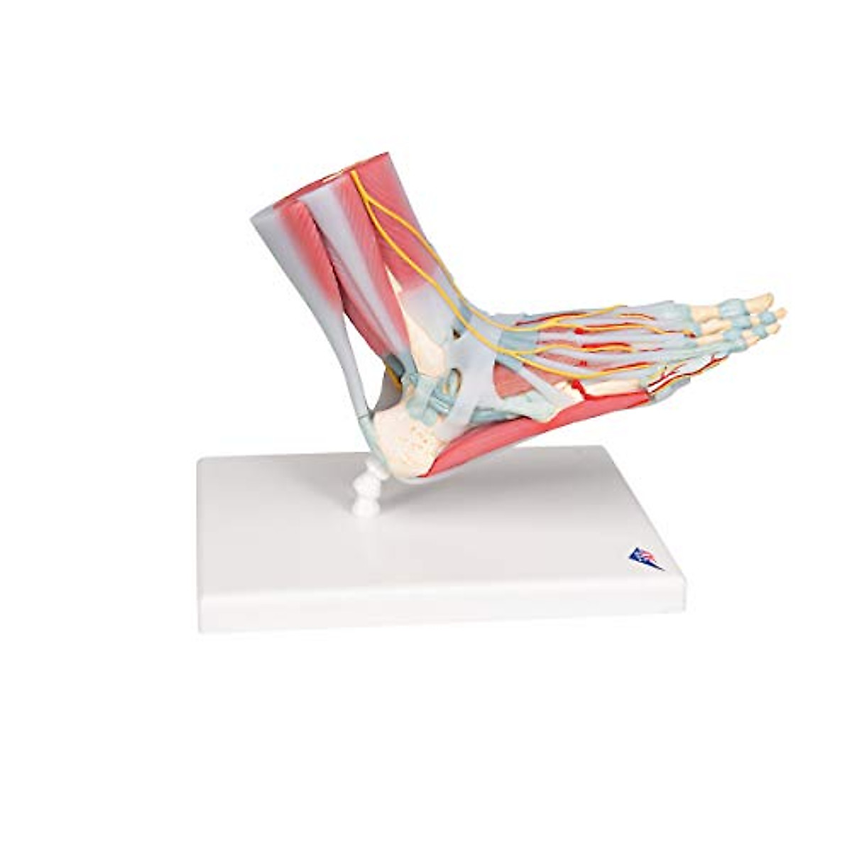 3B Scientific M34/1 Foot Skeleton w/ Ligaments and Muscles - 3B Smart Anatomy