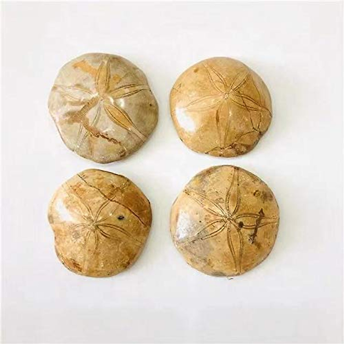 moonlightcrystal 1pc Polished Natural Ammonite Fossils Starfish Asteroid Fossils Specimen