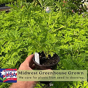 Clovers Garden Citronella Plants – Two (2) Live Plants – Non-GMO - Not Seeds - Each 4" to 8" Tall – in 4" Inch Pots - Citrosa Geranium Plant, Mosquito Repellent, Blooming, Edible