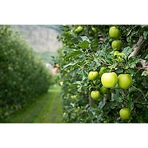 Green Apple Tree Seeds - 30 Seeds - Malus pumila Antonovka