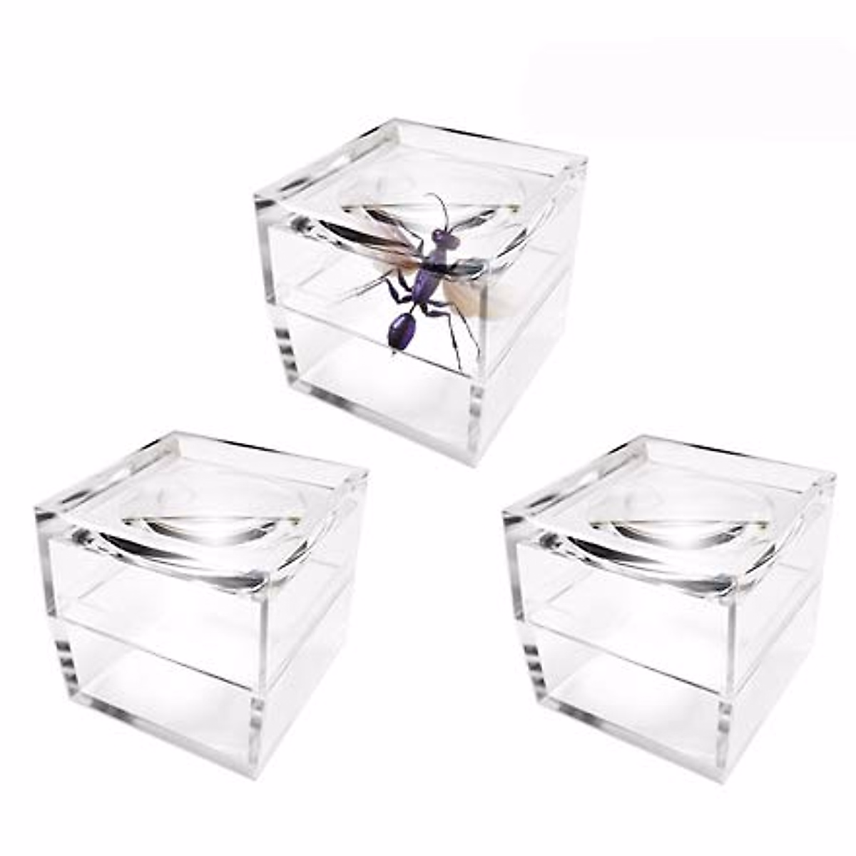 MagniPros Pack of 3 Magnifier Box Bug Viewer Magnifies up to 5X(500%) with Crystal Clear Image