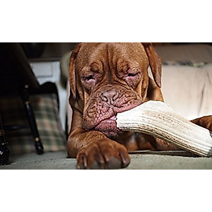 EcoKind Pet Treats Premium Elk Antlers for Dogs – Natural Antler Dog Treats – Healthy & Long-Lasting Dog Antler Tips – Odorless & Delicious – No Chemicals – 4 Pack