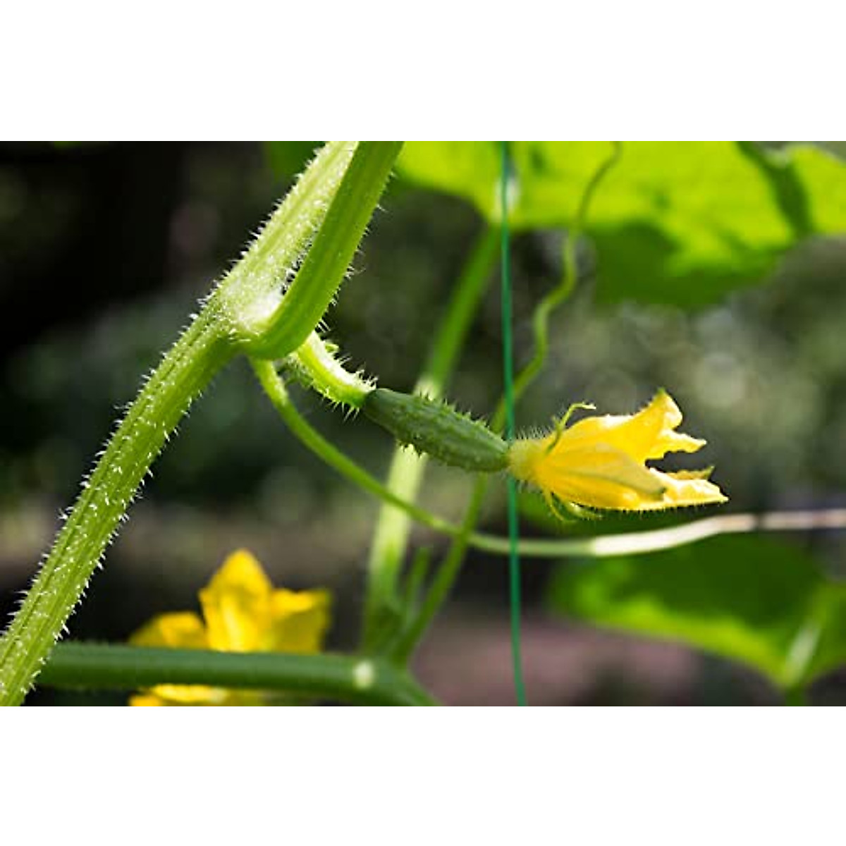 Boston Pickling Cucumber Seeds for Planting - 100+ Heirloom Seeds Per Packet, (Isla's Garden Seeds), Non-GMO Seeds, Botanical Name; Cucumis Sativus, Boston Seeds Great Home Garden Gift