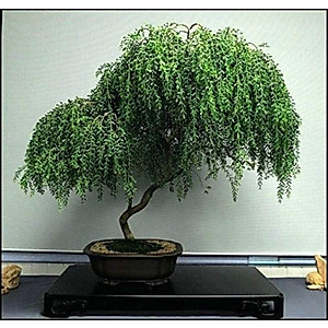 Weeping Willow Bonsai Live Tree Ready to Plant Dwarf