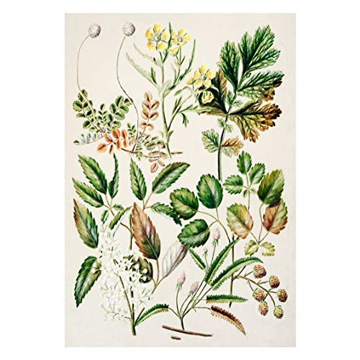 Ink Inc. Botanical Prints Floral Wildflowers Wall Art Prints - Set of 9-5x7- Matte - Unframed