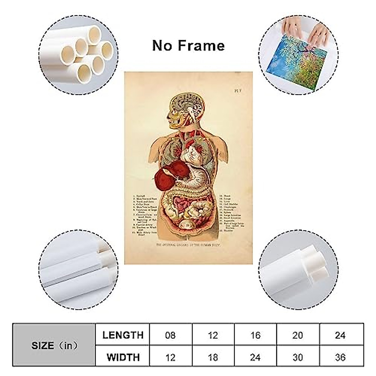 Internal Organs Of The Human Body From The Household Physician Canvas Wall Art Print Poster For Home School Office Decor Unframe 12x18inch(30x45cm)