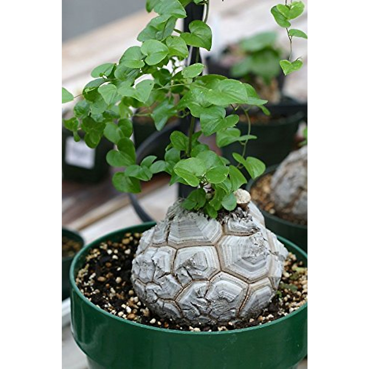 YoYoBoo DD 2016 New Available Dioscorea Elephantipes Imported Elephant's Foot Yam Seeds