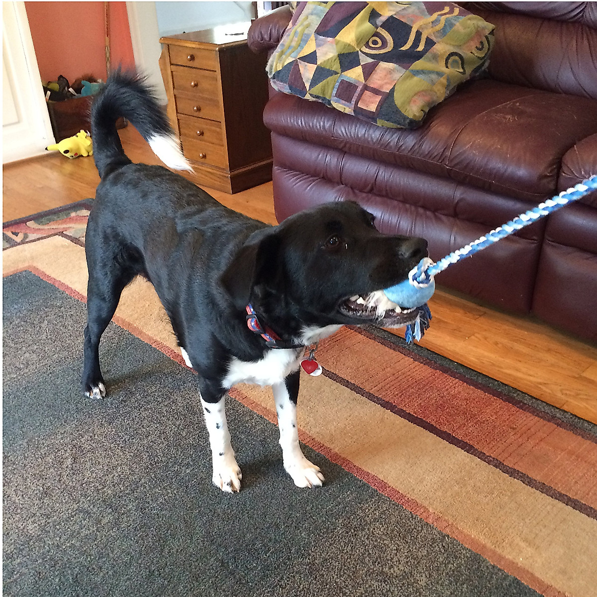 Pet Fit For Life Plush Tough and Durable Squeaky Dog/Puppy Wand Rope Toy - Duck on Rope Teaser Wand