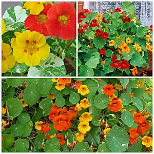 Seed Needs, Double Gleam Nasturtium Seeds - 70 Heirloom Seeds for Planting Tropaeolum majus - Edible Flowers to Add to Salads, Grow in a Butterfly Garden to Attract Poillinators (1 Pack)