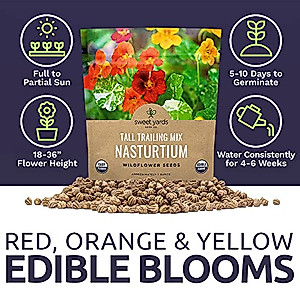 Sweet Yards Seed Co. Nasturtium Seeds – Mixed Colors – Extra Large Packet – Over 200 Open Pollinated Non-GMO Flower Seeds – Tropaeolum majus