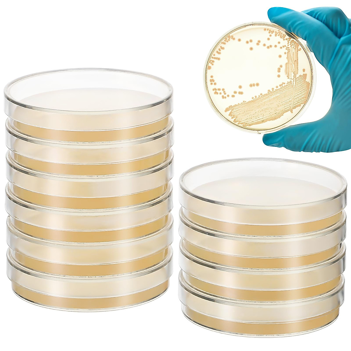 Garneck Set of Petri Dishes Pre-Filled with Agar - Ideal for Mushroom Cultivation Science Experiments & Projects Laboratory Essentials Child Stripe Specimen Collection 10pcs