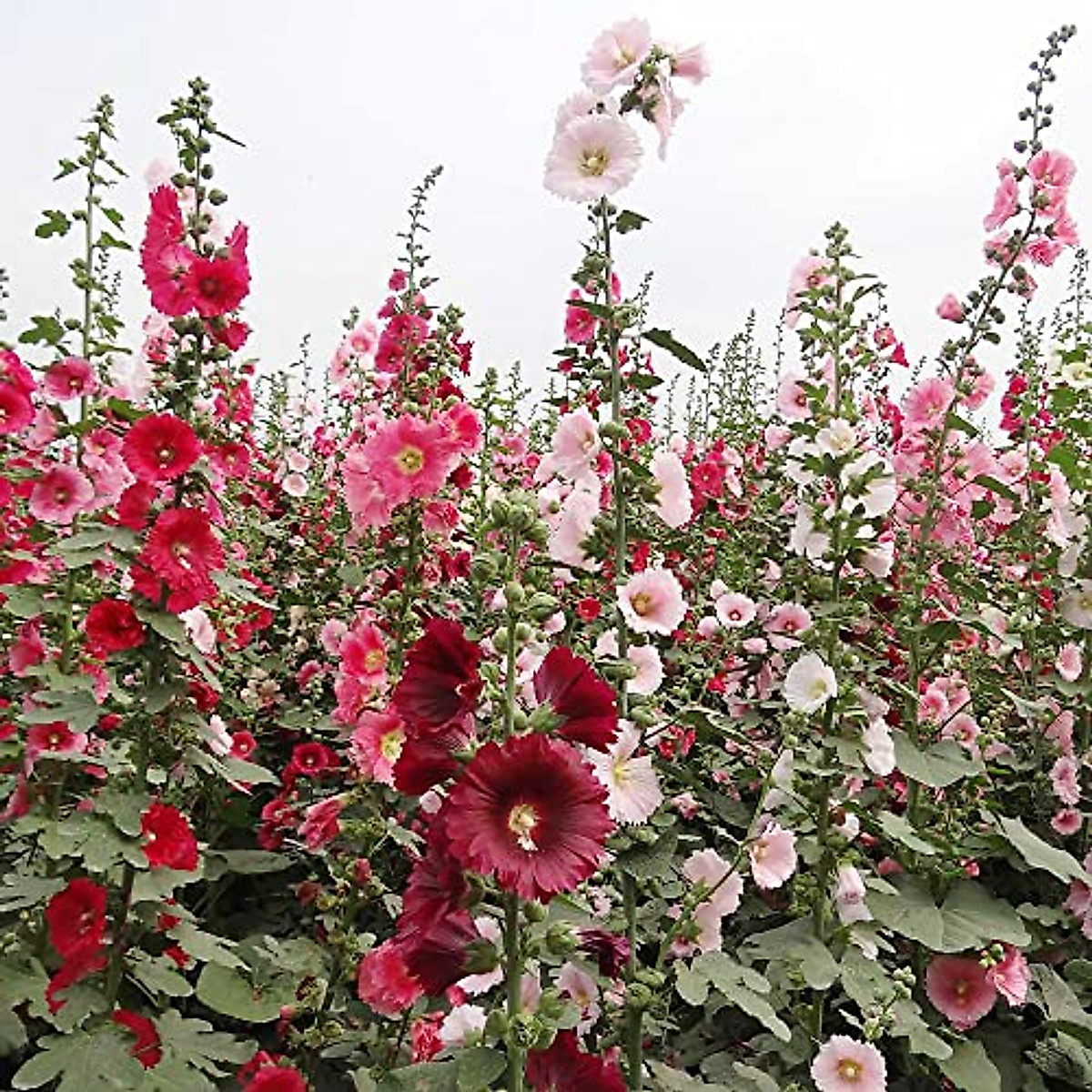 YEGAOL Garden 220Pcs Mixed Color Hollyhock Seeds Alcea Rugosa Self-Seed Non-GMO Attract Pollinators Annual Outdoor Beds Borders Patio Garden Plant Flower Seeds