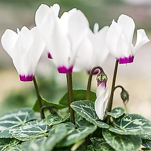 YEGAOL Garden 40Pcs Cyclamen Seeds Cyclamen Persicum Seeds Perennial GMO Free Primulaceae Sweet-Scented Flower Seeds Indoor Potted Plant