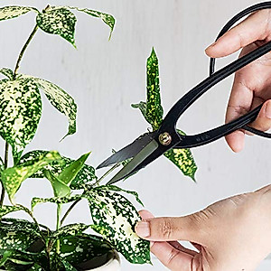 Wazakura Japanese Bonsai Tool Kit Set MADE IN JAPAN, Long Handle Ashinaga Scissors 8inch(200mm) + Concave Branch Cutter 8inch(200mm)