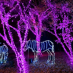 Solar String Lights Outdoor Waterproof 8 Modes 200 LED 72ft Solar Fairy Lights Outdoor for Patio Garden Fence Path Holiday Party Halloween St. Patrick's Day Christmas Decorations (Purple-2 Pack)