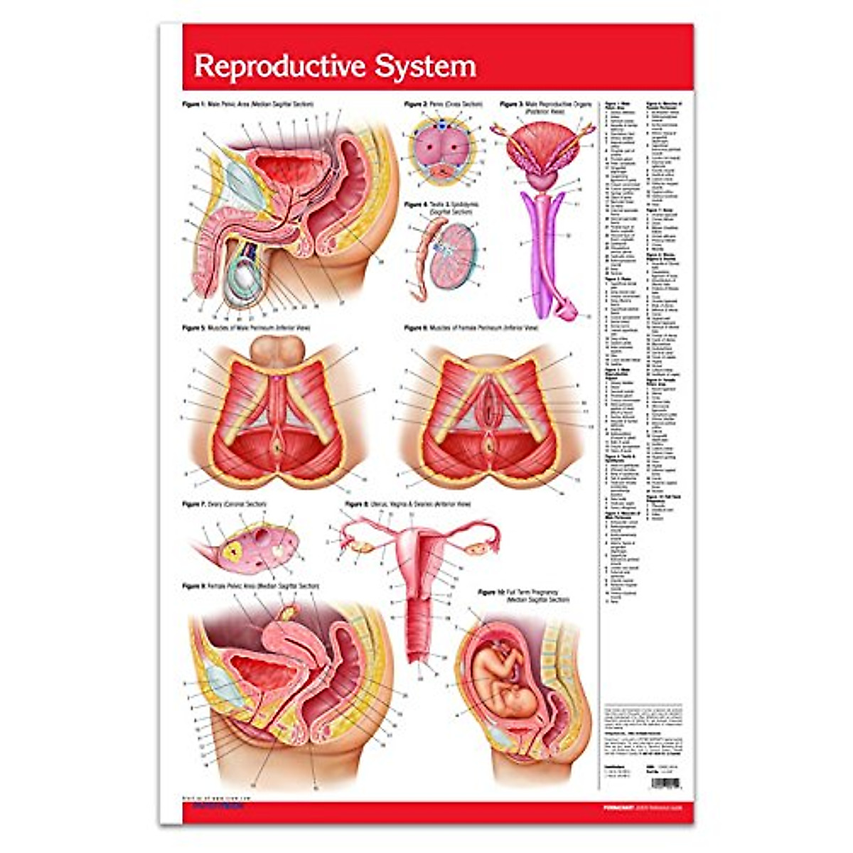 Male & Female Reproductive System Poster Wall Chart - 24" x 36" Laminated Anatomy Poster - Medical Quick Reference by Permacharts