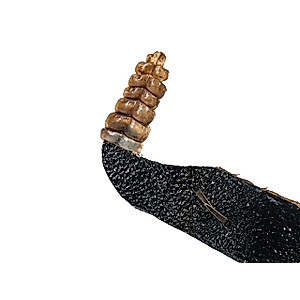 Chichester Inc Real 1" Rattlesnake Hat Band with Rattle (598-HB199) C4H