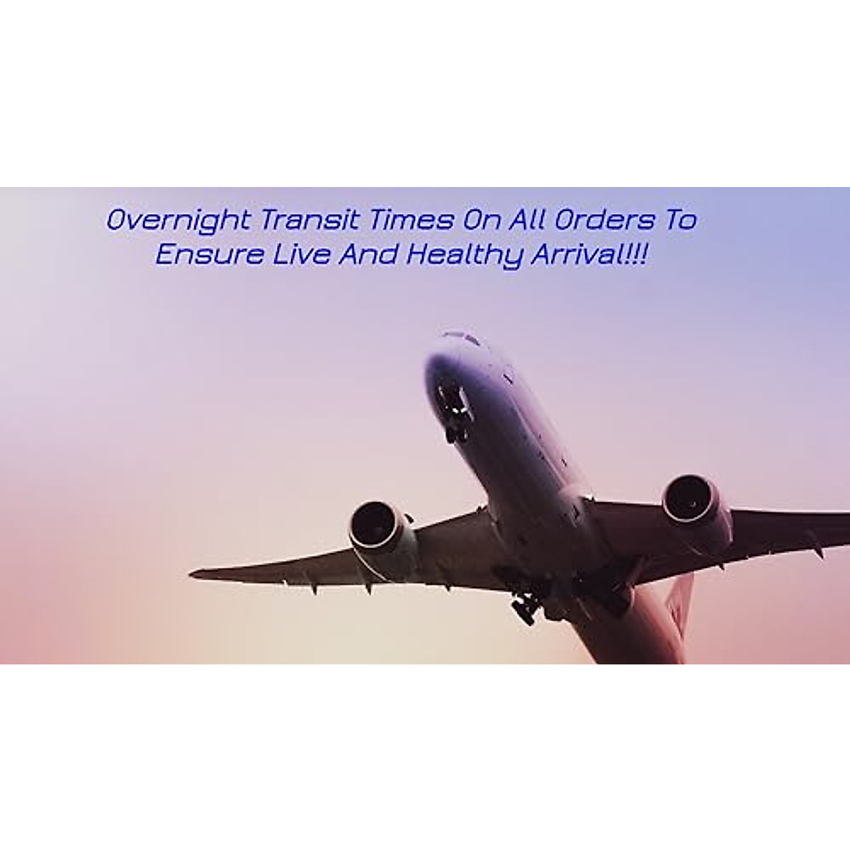 SOUTH SHORE RETAIL, LLC Assorted Community Fish Pack - Mystery Fish - Selected By Our Experts! - Live Fish (10 Pack)