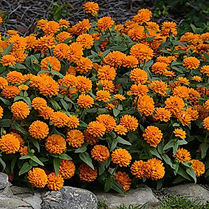 Outsidepride Zinnia Zahara Double Bright Orange Heat & Drought Tolerant Garden Cut Flowers - 50 Seeds