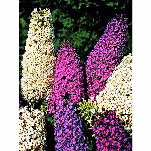 GardenGeng 300+ Butterfly Bush Seeds - Non-GMO - Perennial Mix Color Butterfly Bush Seeds for Planting Outdoor/Home Garden