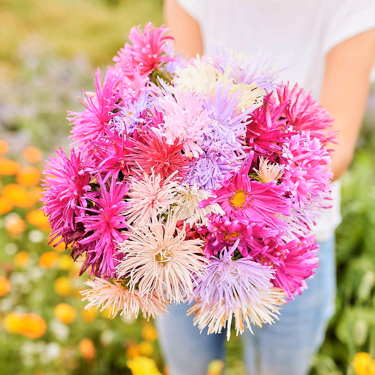 Aster Seeds (Needle) - Nova Mix - Packet - White/Pink/Purple Flower Seeds, Open Pollinated Seed Attracts Bees, Attracts Butterflies, Attracts Pollinators, Easy to Grow & Maintain, Container Garden