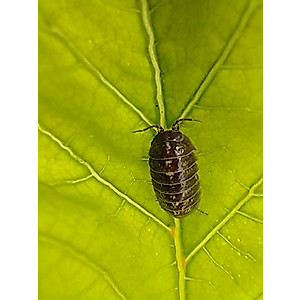 Universal Specialties Bulk Roly Polys Lot of 25 Rolie Polie Live Isopods Little Pet Animal Pill Bugs