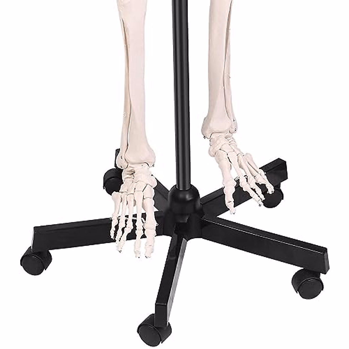 RONTEN Human Skeleton Model for Medical Study, 70.8" Life Size Medical Anatomical Skeleton, Including Adjustable Rolling Stand + Cover + Poster