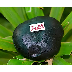 Vishnu Shaligram,2.5"X2.25"Inch Mahavishnu Shaligram, Shaligram Shila, Gandaki River Nepal, Shaligram Stone, Religious Gift, Shaligram from Nepal-I-6052