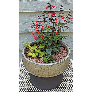 Hazel Shell Chips - Mulch Amendment Product - 10 lbs.(Hazelnut Shells)