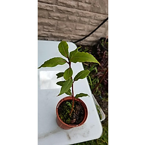 2 Live Plants Laurus Nobilis Bay Leaf Tree Bay Laurel Or Sweet Bay Plant 5 to 6 in Tall
