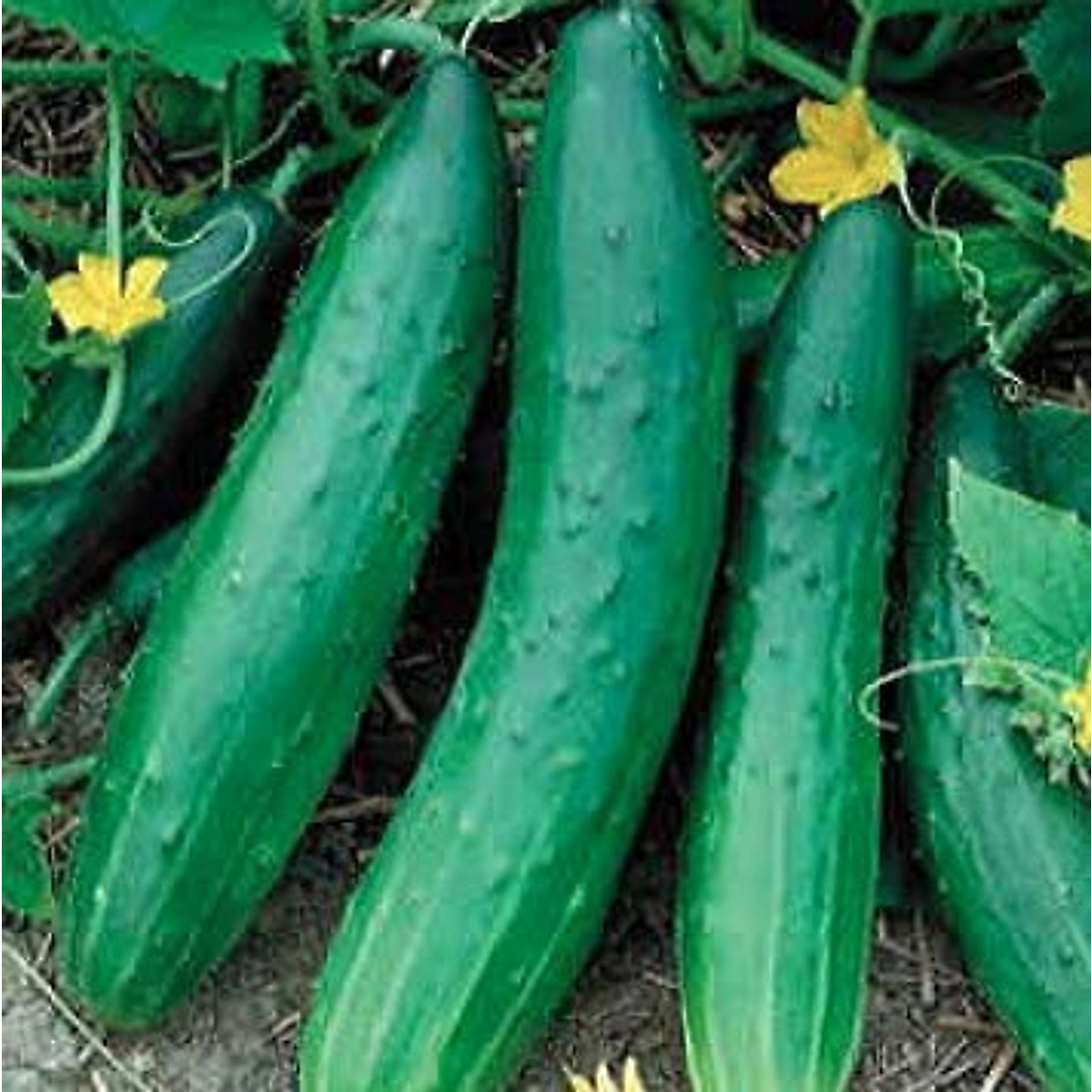 Garden Sweet Burpless Cucumber Seeds for Planting, 50+ Heirloom Seeds Per Packet, (Isla's Garden Seeds), Non GMO Seeds, Botanical Name: Cucumis sativus, Great Home Garden Gift