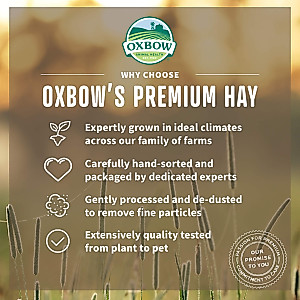 Oxbow Animal Health Alfalfa Hay, For Rabbits, Guinea Pigs, And Small Pets, Grown In The USA, Hand-Selected And Hand-Sorted, 15 Ounce