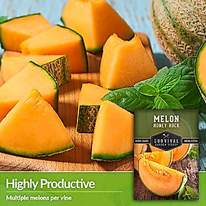 Survival Garden Seeds - Honey Rock Melon Seed for Planting - Packet with Instructions to Plant and Grow Sweet Delicious Cantaloupe Fruit in Your Home Vegetable Garden - Non-GMO Heirloom Variety