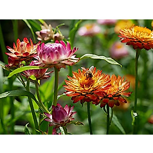 Set of 50 Flower Seed Packets! Flower Seeds in Bulk, 15 or More Varieties Available!