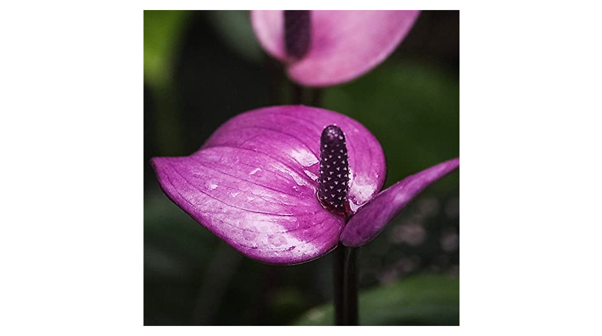 Buy Violet Anthurium Seeds for Indoor Air Purification & Decor