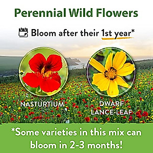 120,000+ Wildflower Seeds Bulk: (4oz) Perennial Wild Flower Seeds for Planting Mix - Butterfly Garden Seeds for Attracting Birds & Bees - 25 Wildflowers: Blue Flax to Coneflower and More