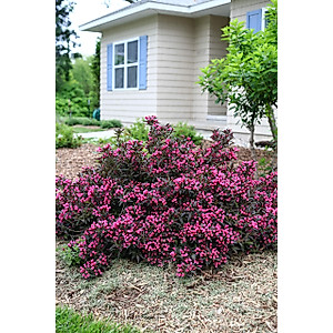 Proven Winner Spilled Wine Weigela, 2 Gal, Bright Pink Flowers and Deep Purple Foliage
