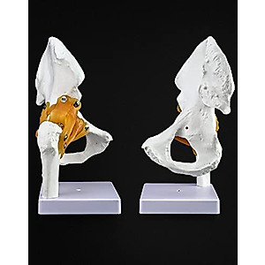 QWORK Human Hip Bone Model with Flexible Ligaments, Hip Joint Model, Features Femur, Hip Bone and Peripheral Ligaments, for Classroom Education & Medical Training