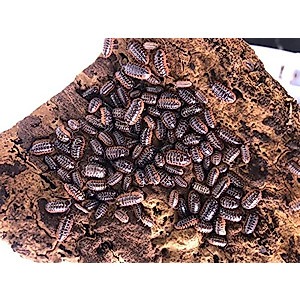 Bugzy Bugs Clown Isopods 10 Count Armadiliidium Klugii Montenegro Roly Poly Insects Cleanup Crew for Terrarium Reptile Pet Food (10 Count)