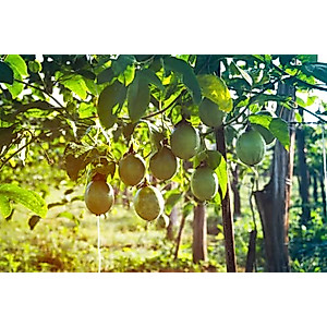 Passion Fruit Yellow Tropical Passionfruit Vine 5 to 7 Inc Tall Planting Indoor Outdoor Ornaments Perennial Garden Simple to Grow Pot
