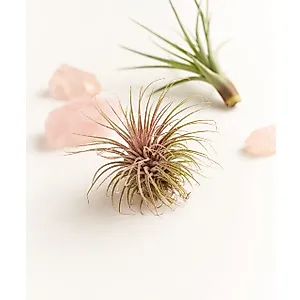 Shop Succulents Bromeliad Collection Hand Selected Variety of Tillandsia Ionantha, Purifying Live Indoor Air Plants