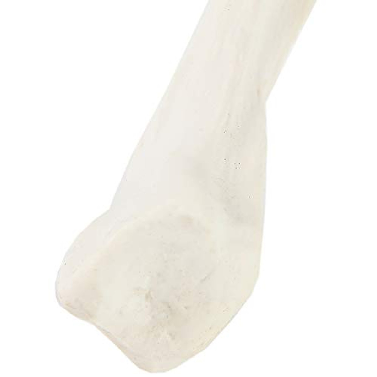 Axis Scientific Fibula Bone Model | Right | Cast from a Real Human Fibula Bone l Lower Leg Bone Model Has Realistic Texture and Important Bony Landmarks | Includes Product Manual