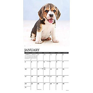 Just Beagle Puppies 2021 Wall Calendar (Dog Breed Calendar)