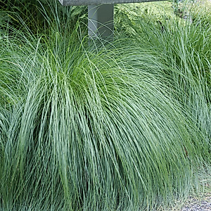 QAUZUY GARDEN 200 Prairie Dropseed Seeds (Sporobolus Heterolepis) Ornamental Native Grass - Drought Tolerant - Perennial Ground Lawn Cover grass - Low-Maintenance