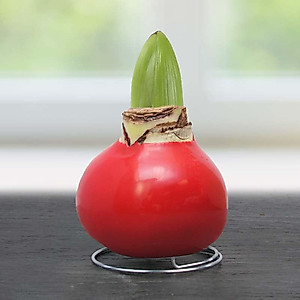 Red Base Waxed Amaryllis Flower Bulb with Stand, No Water Needed