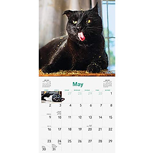 Cats on Catnip Wall Calendar 2021