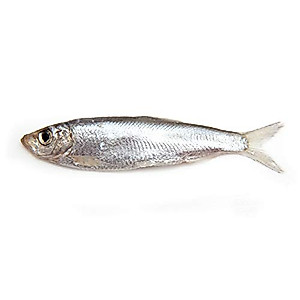 Plato Baltic Sprat 3oz