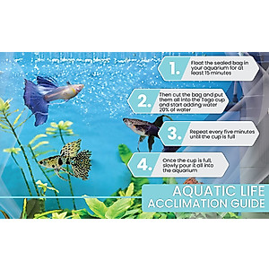 D&A Tropical Live Fish - ABINO Full RED Guppy Live Fish for Aquariums, Live Fish Freshwater (1 Breeding Pair (1Male,1Female))